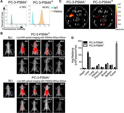 A Novel Fully Human Antibody targeting Extracellular Domain of PSMA ...