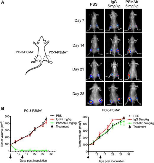 A Novel Fully Human Antibody targeting Extracellular Domain of PSMA ...
