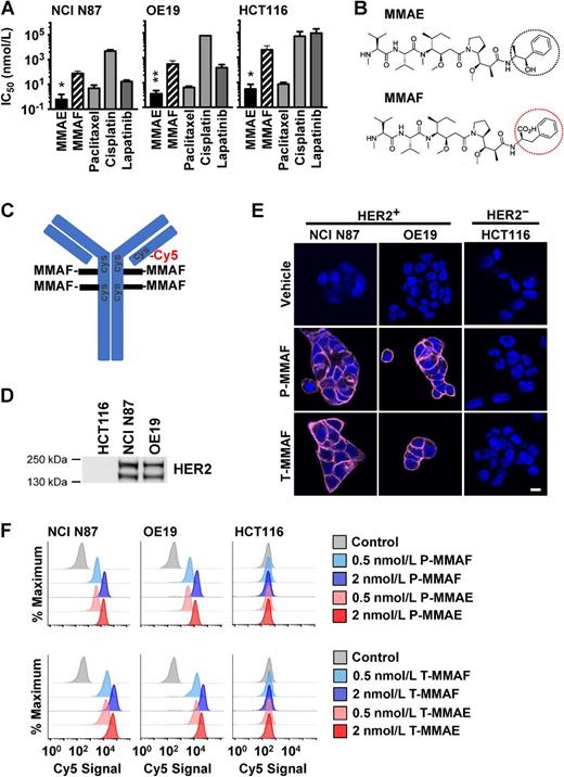 Precision Chemoradiotherapy for HER2 Tumors Using Antibody Conjugates ...