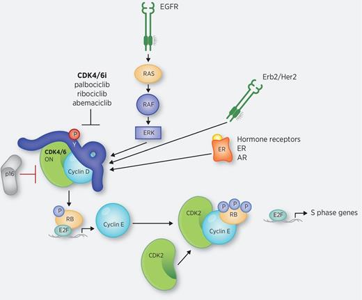 The Ongoing Search for Biomarkers of CDK4/6 Inhibitor Responsiveness in ...