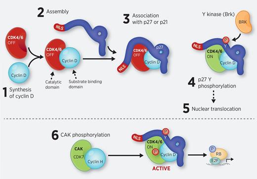 The Ongoing Search for Biomarkers of CDK4/6 Inhibitor Responsiveness in ...