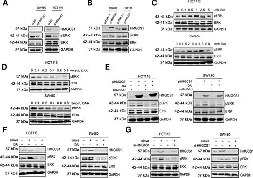 Dipyridamole Enhances the Cytotoxicities of Trametinib against Colon ...