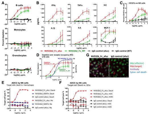 Development of Anti-CD32b Antibodies with Enhanced Fc Function for the ...