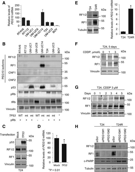 Paternally Expressed Gene 10 (PEG10) Promotes Growth, Invasion, and ...