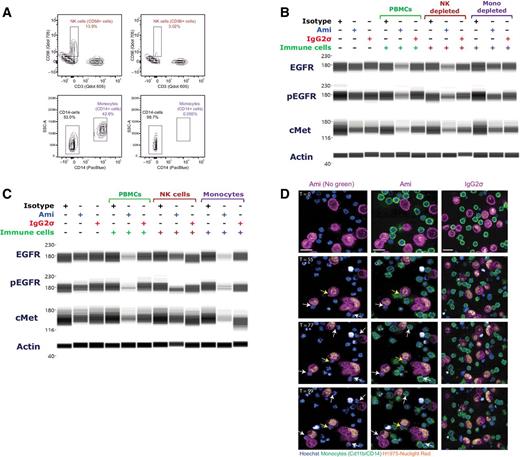 Amivantamab (JNJ-61186372), an Fc Enhanced EGFR/cMet Bispecific ...