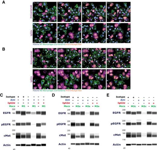 Amivantamab (JNJ-61186372), an Fc Enhanced EGFR/cMet Bispecific ...