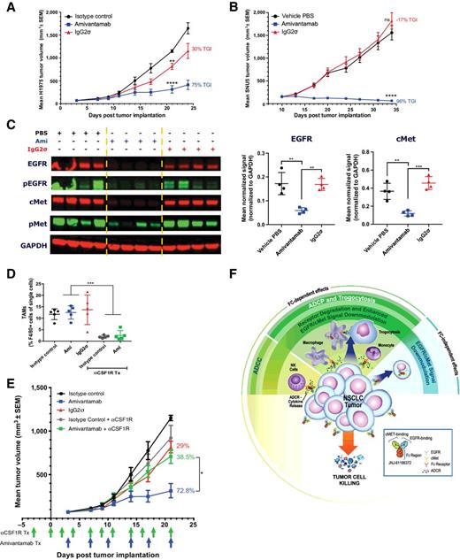 Amivantamab (JNJ-61186372), an Fc Enhanced EGFR/cMet Bispecific ...