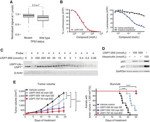 Novel, Selective Inhibitors of USP7 Uncover Multiple Mechanisms of ...