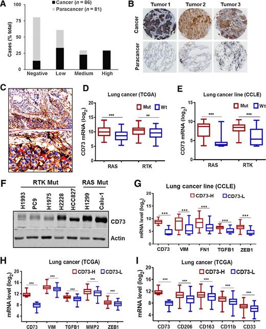 Dual Mechanisms of Novel CD73-Targeted Antibody and Antibody–Drug ...