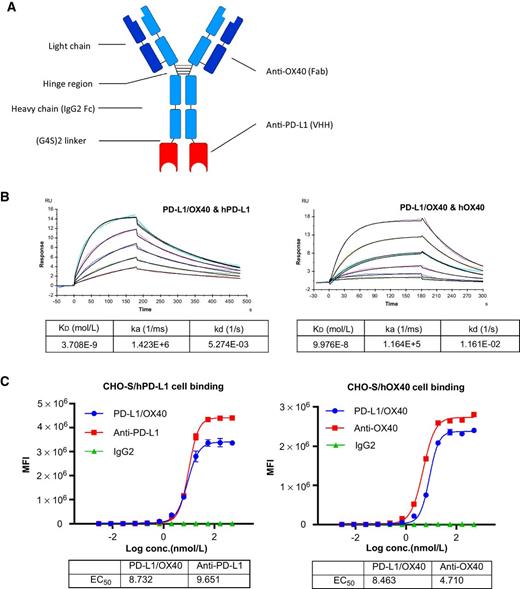 A Novel Bispecific Antibody with PD-L1–assisted OX40 Activation for Cancer Treatment | Molecular ...