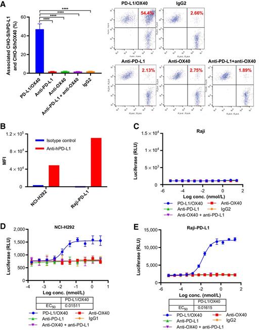 A Novel Bispecific Antibody with PD-L1–assisted OX40 Activation for Cancer Treatment | Molecular ...