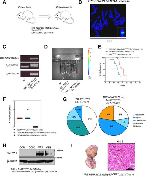 Implication of ZNF217 in Accelerating Tumor Development and ...
