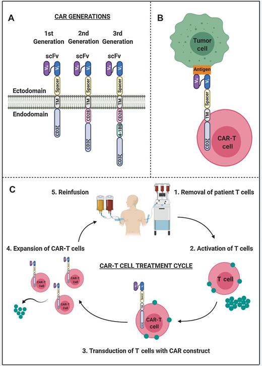 Emerging CAR-T Cell Therapy for the Treatment of Triple-Negative Breast ...