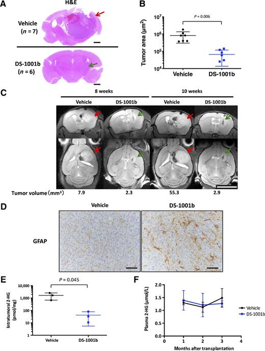 A Potent Blood–Brain Barrier-Permeable Mutant IDH1 Inhibitor Suppresses ...