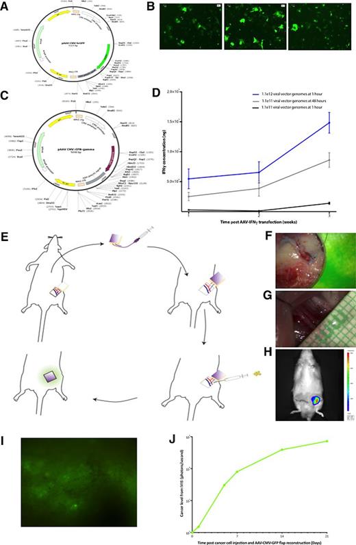 Therapeutic Breast Reconstruction Using Gene Therapy–Delivered IFNγ ...