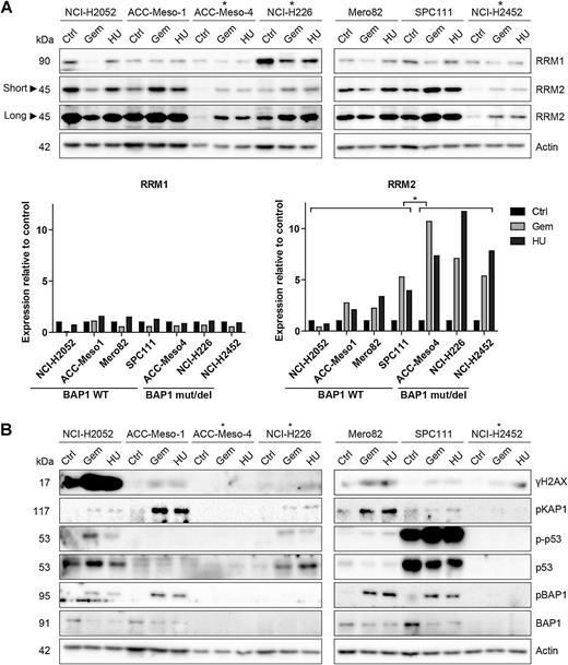 Functional Genomic Screen in Mesothelioma Reveals that Loss of Function ...