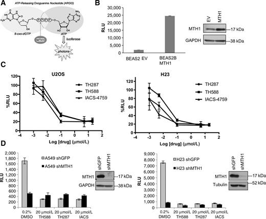 The Existence of MTH1-independent 8-oxodGTPase Activity in Cancer Cells ...