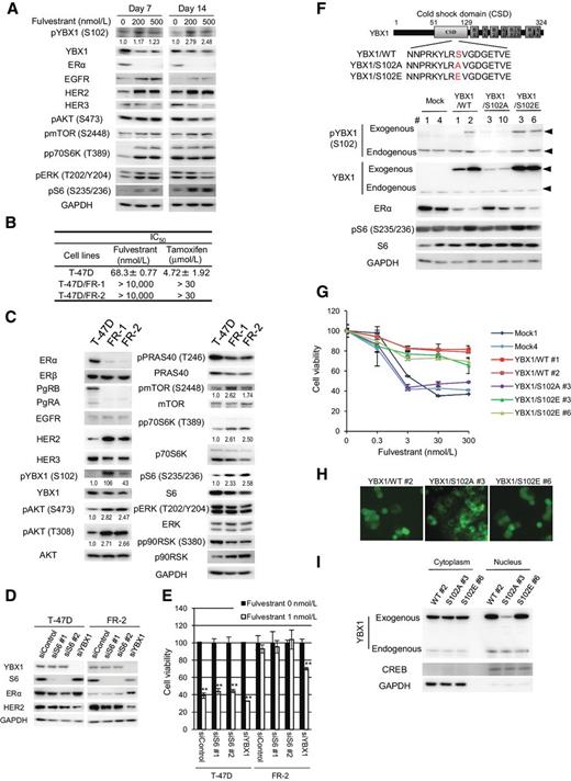 Targeting Phosphorylation of Y-Box–Binding Protein YBX1 by TAS0612 and ...