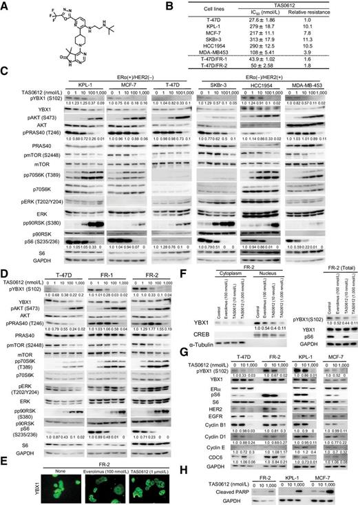 Targeting Phosphorylation of Y-Box–Binding Protein YBX1 by TAS0612 and ...