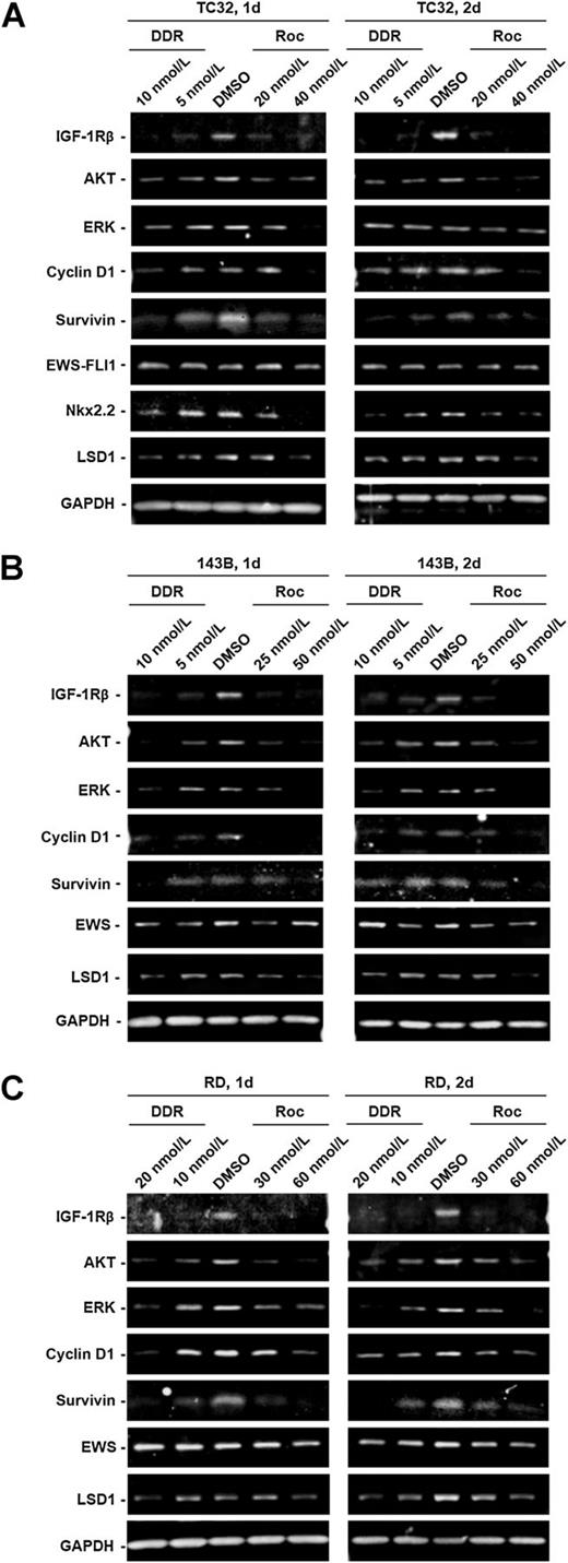 Targeting Protein Translation by Rocaglamide and Didesmethylrocaglamide to Treat MPNST and Other ...