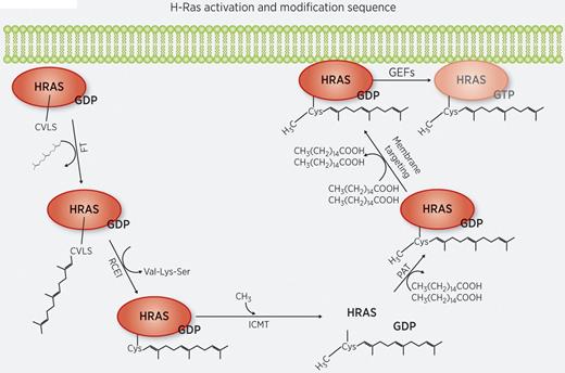 A Historic Perspective and Overview of H-Ras Structure, Oncogenicity ...