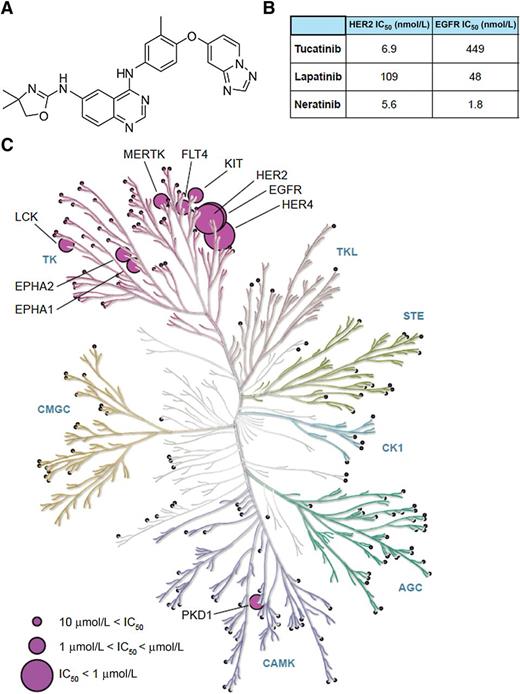 Preclinical Activity of HER2-Selective Tyrosine Kinase Inhibitor ...