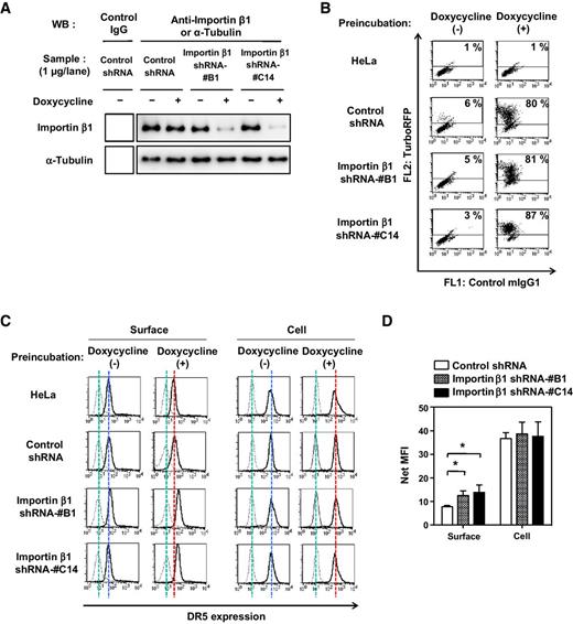 Inhibition of Importin β1 Augments the Anticancer Effect of Agonistic ...