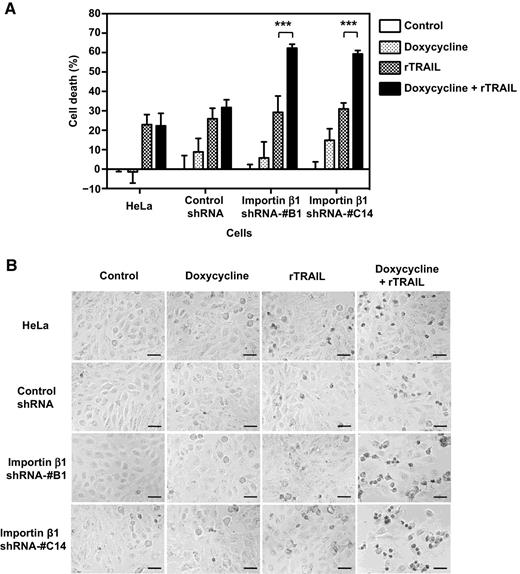 Inhibition of Importin β1 Augments the Anticancer Effect of Agonistic ...