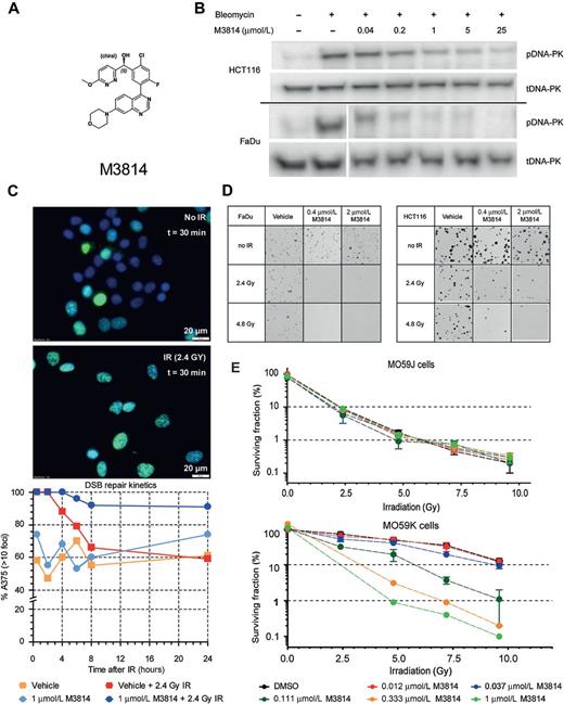 Pharmacologic Inhibitor of DNA-PK, M3814, Potentiates Radiotherapy and ...