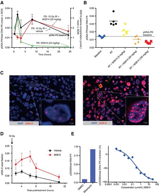 Pharmacologic Inhibitor of DNA-PK, M3814, Potentiates Radiotherapy and ...