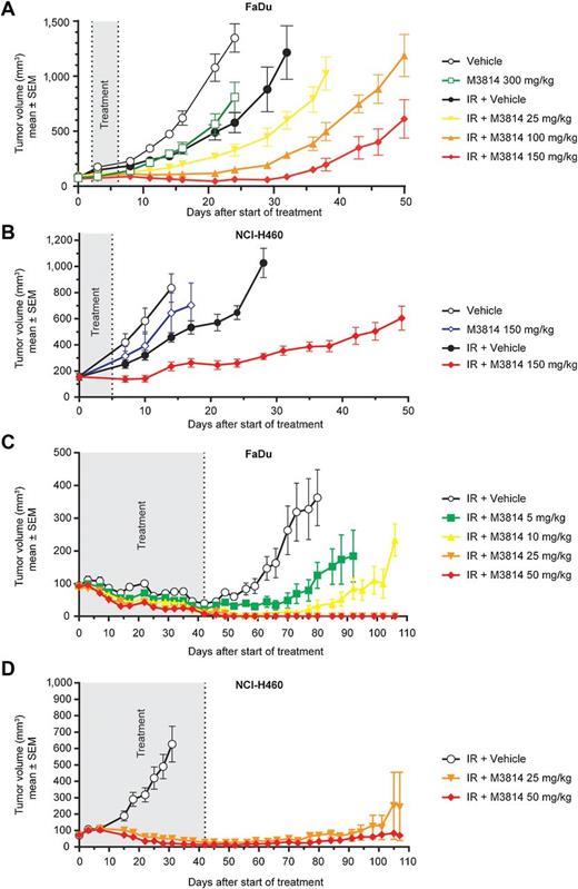 Pharmacologic Inhibitor of DNA-PK, M3814, Potentiates Radiotherapy and ...