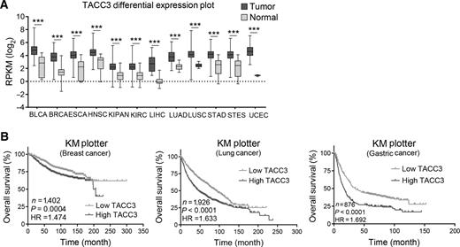 A Highly Potent TACC3 Inhibitor as a Novel Anticancer Drug Candidate ...