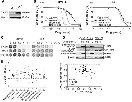 A Highly Potent TACC3 Inhibitor as a Novel Anticancer Drug Candidate ...