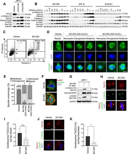 A Highly Potent TACC3 Inhibitor as a Novel Anticancer Drug Candidate ...