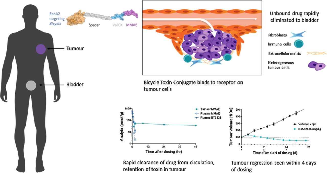 MMAE Delivery Using the Bicycle Toxin Conjugate BT5528 | Molecular ...
