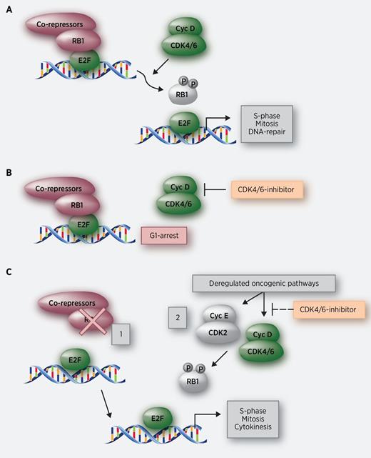 Chemotherapy and CDK4/6 Inhibitors: Unexpected Bedfellows | Molecular ...