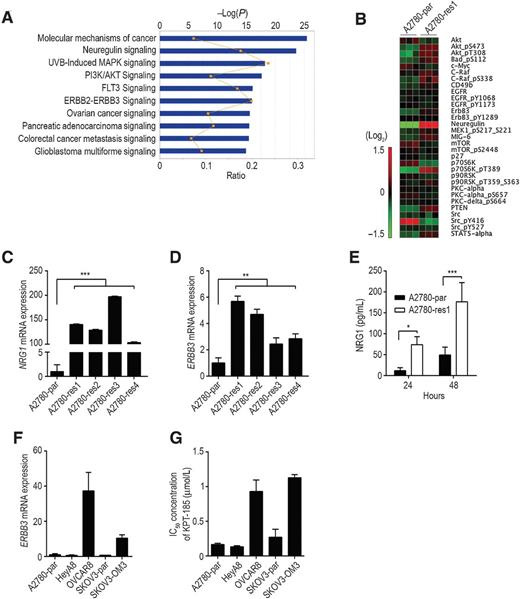 NRG1/ERBB3 Pathway Activation Induces Acquired Resistance to XPO1 ...