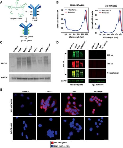 Development of a MUC16-Targeted Near-Infrared Fluorescent Antibody ...