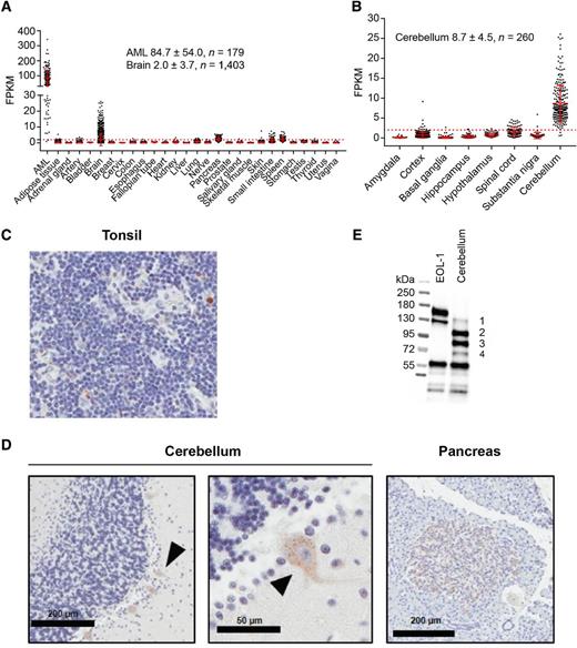 Characterization of a Novel FLT3 BiTE Molecule for the Treatment of ...