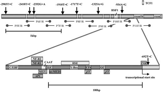 Genetic polymorphism at the 5′ regulatory region of multidrug ...