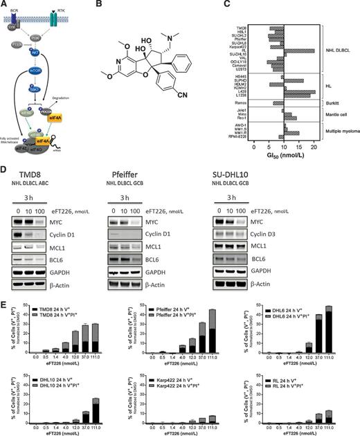 Targeting Oncogene mRNA Translation in B-Cell Malignancies with eFT226 ...