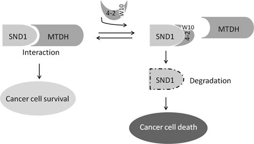 Disruption of SND1–MTDH Interaction by a High Affinity Peptide Results ...