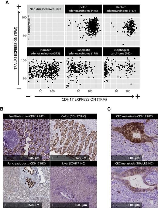 Selective Tumor Cell Apoptosis and Tumor Regression in CDH17-Positive ...