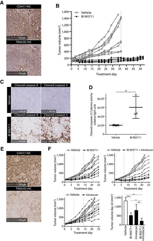 Selective Tumor Cell Apoptosis and Tumor Regression in CDH17-Positive ...