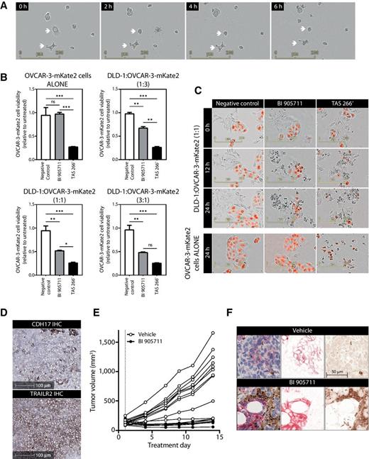 Selective Tumor Cell Apoptosis and Tumor Regression in CDH17-Positive ...
