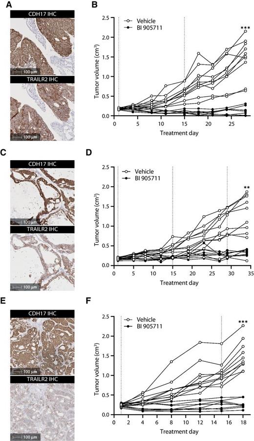 Selective Tumor Cell Apoptosis and Tumor Regression in CDH17-Positive ...