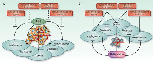 Targeting PIM Kinases to Overcome Therapeutic Resistance in Cancer ...