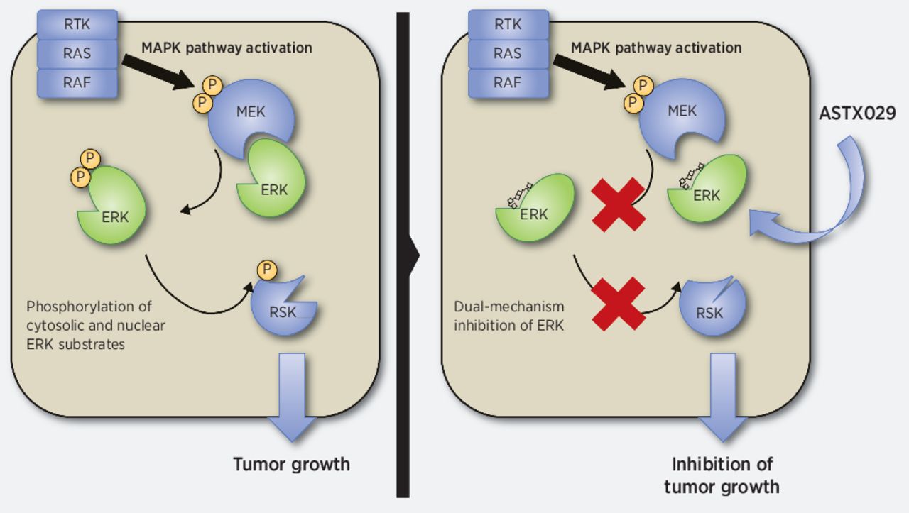 ASTX029, a Novel Dual-mechanism ERK Inhibitor, Modulates Both the ...
