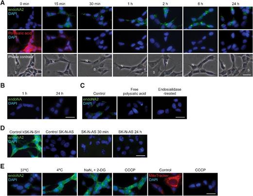 Design of a Cytotoxic Neuroblastoma-Targeting Agent Using an Enzyme ...