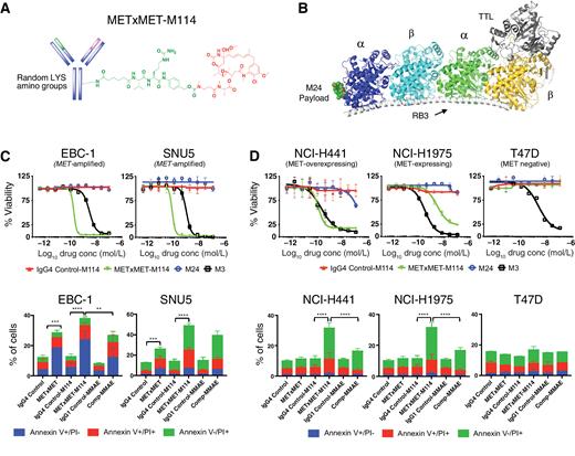 A Biparatopic Antibody–Drug Conjugate to Treat MET-Expressing Cancers ...